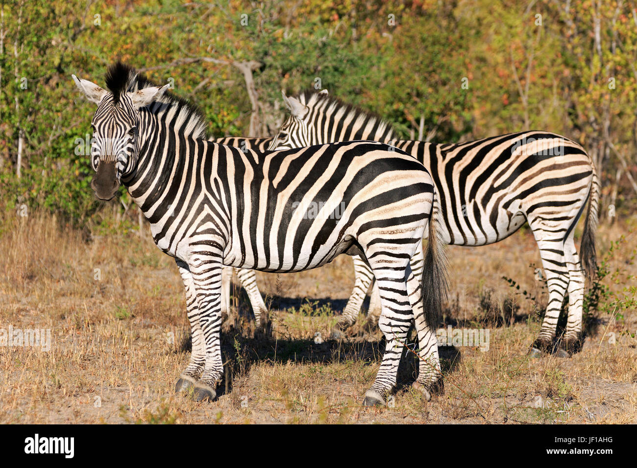 Sabi sands zebra hi-res stock photography and images - Alamy