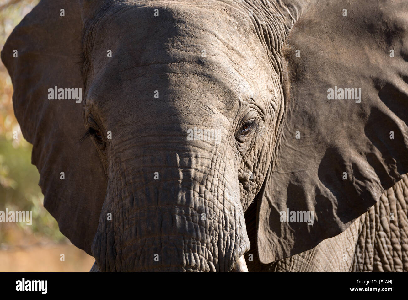 Portrait of a male elephant Stock Photo - Alamy