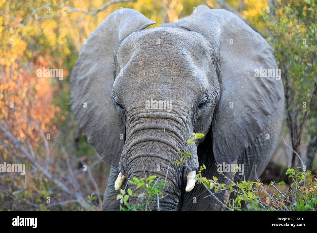 Portrait of a male elephant Stock Photo - Alamy