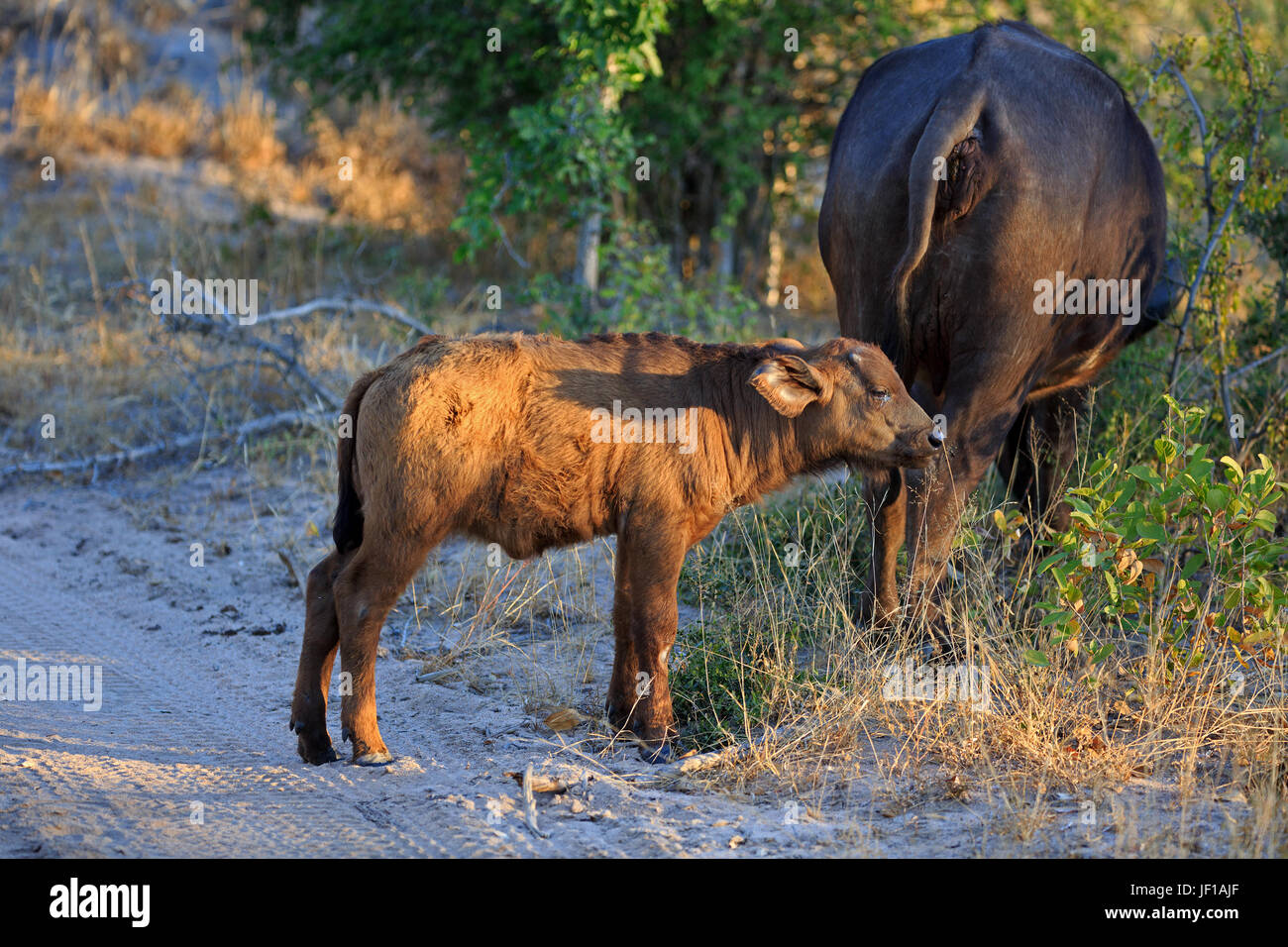 Bulle afrikanischer buffel hi-res stock photography and images - Alamy