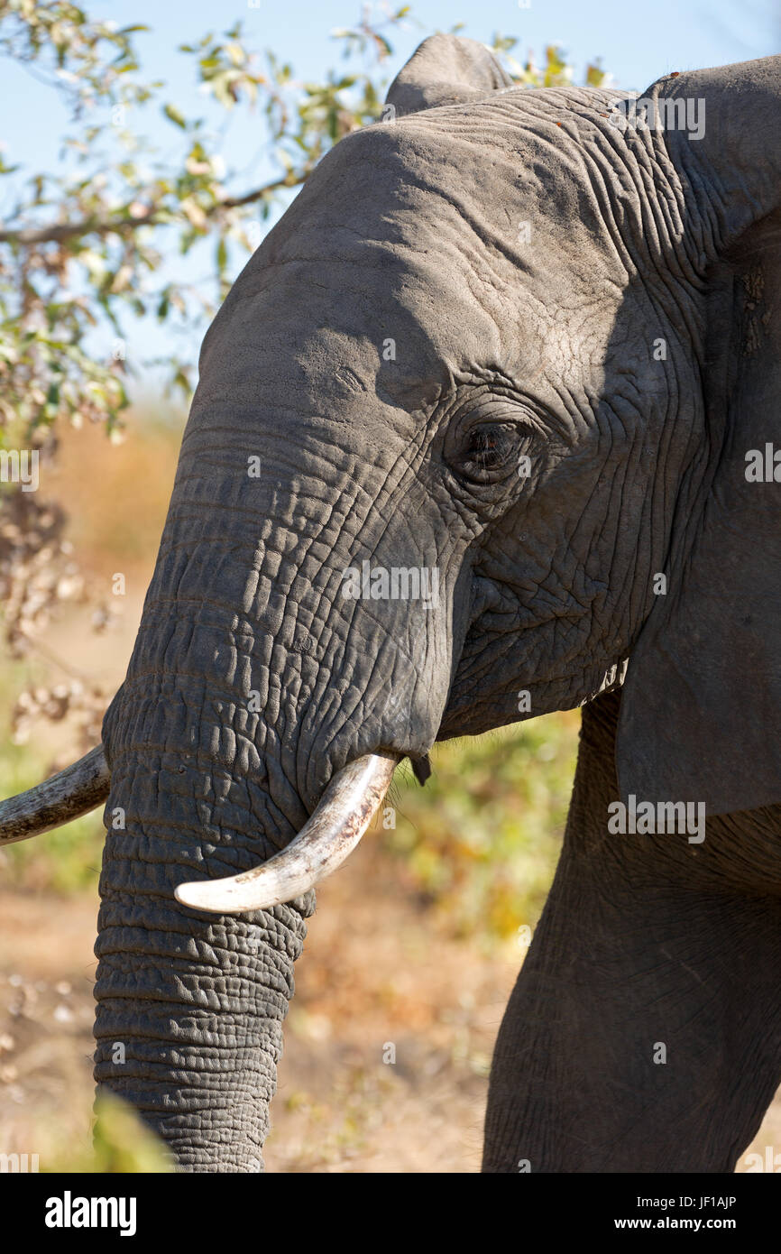 Portrait of a male elephant Stock Photo - Alamy