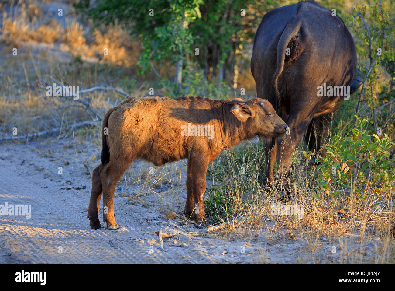 African Buffalo Baby Stock Photo - Alamy