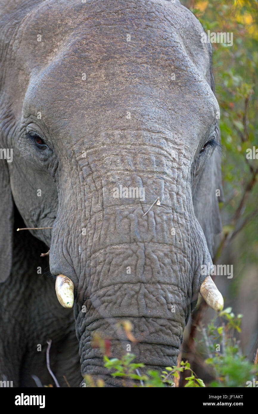 Portrait of a male elephant Stock Photo - Alamy