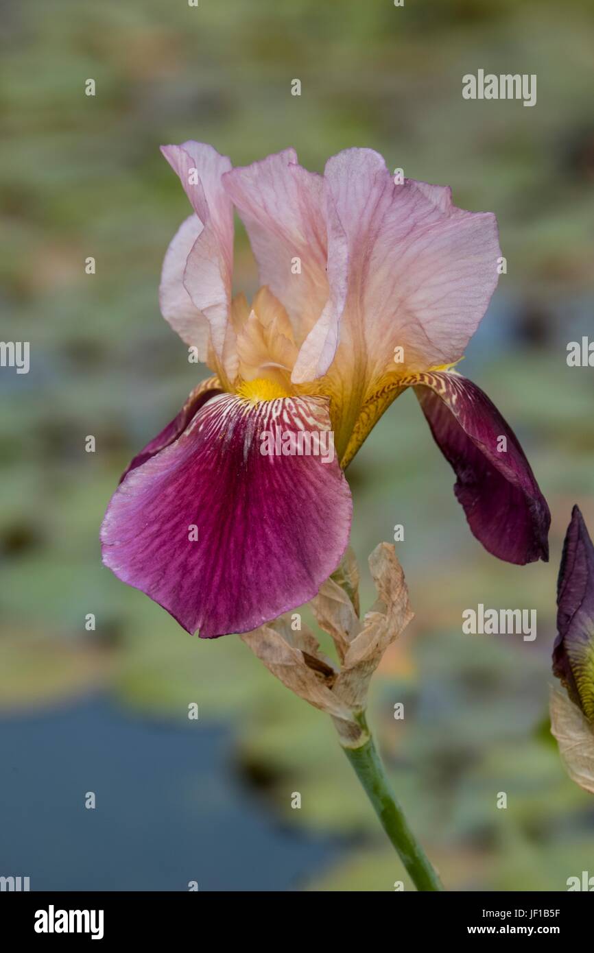 Intermediate Bearded Iris (Iris 'Apache' Stock Photo - Alamy