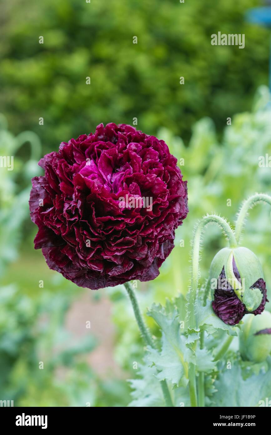 Poppy 'Black Peony'. Papaver paeoniflorum, Opium Poppy Stock Photo - Alamy