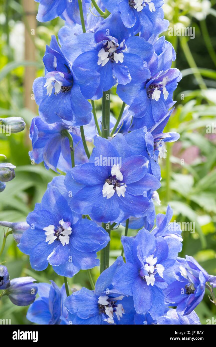 Delphinium pacific hybrids hi-res stock photography and images - Alamy
