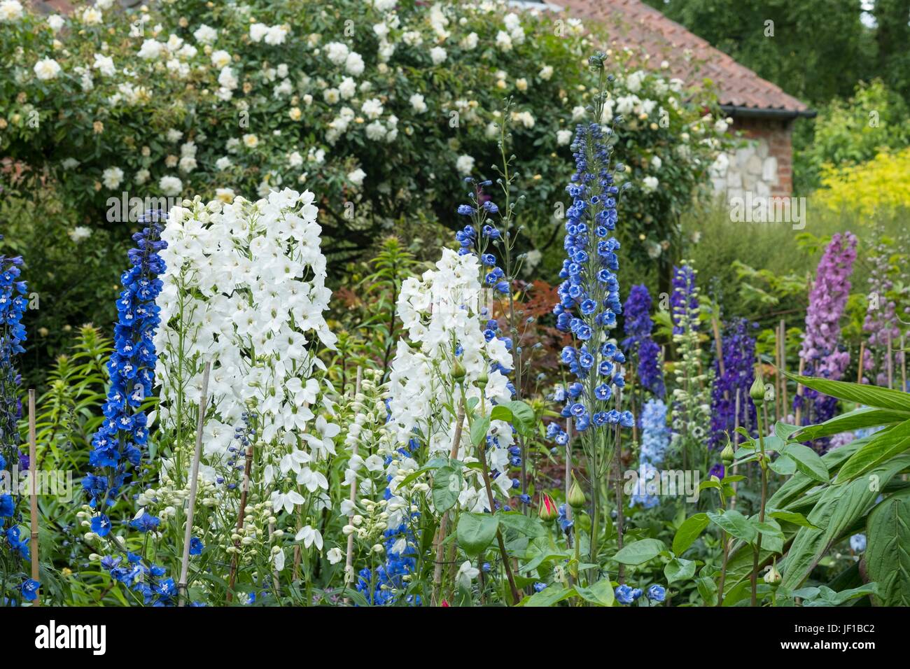 Delphinium pacific hybrids hi-res stock photography and images - Alamy
