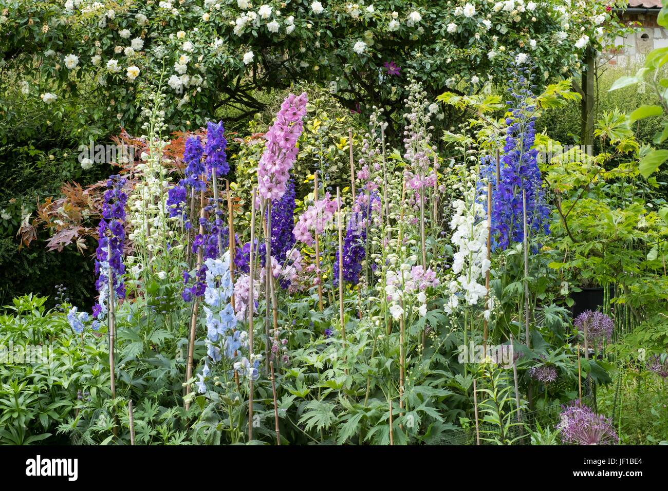 Delphinium pacific hybrids hi-res stock photography and images - Alamy