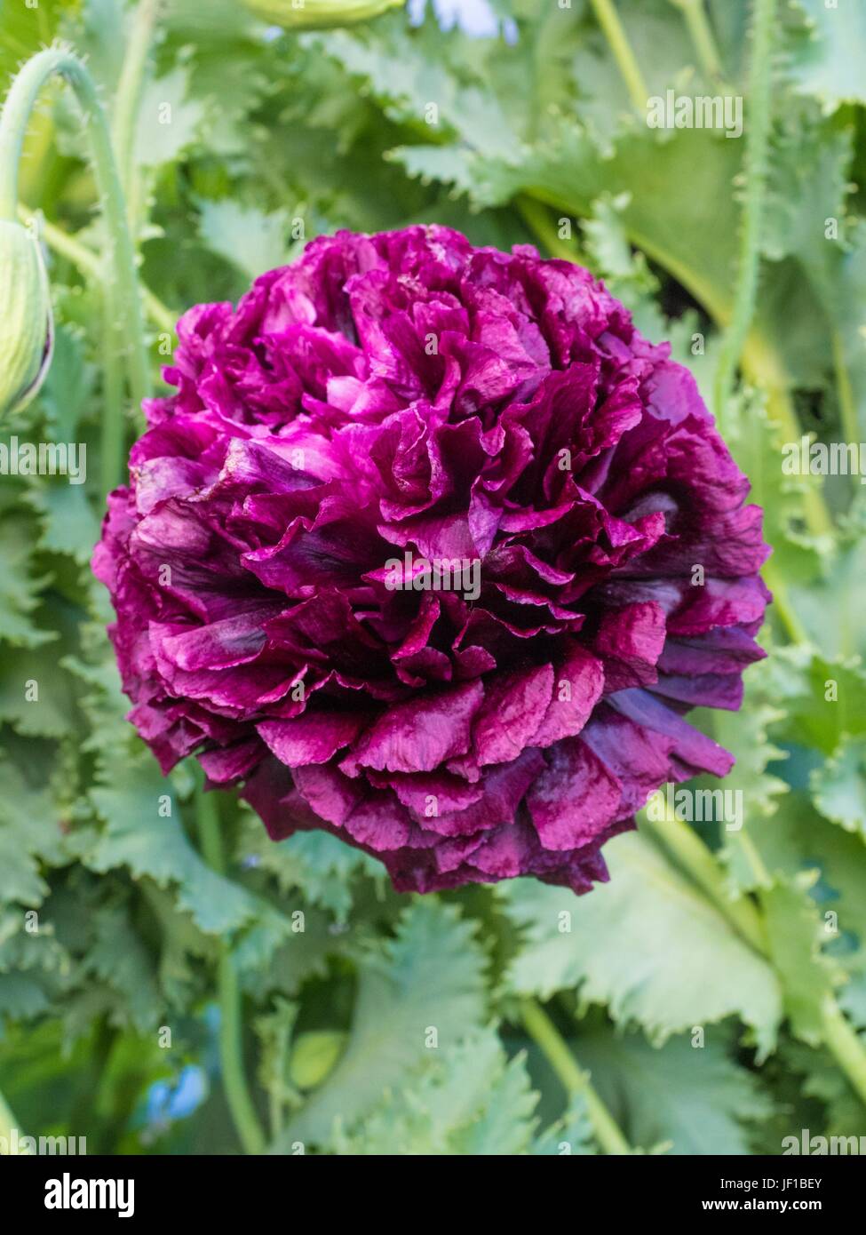 Poppy 'Black Peony'. Papaver paeoniflorum, Opium Poppy Stock Photo - Alamy