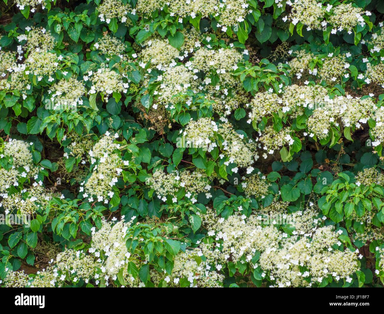 Climbing hydrangea hi-res stock photography and images - Alamy