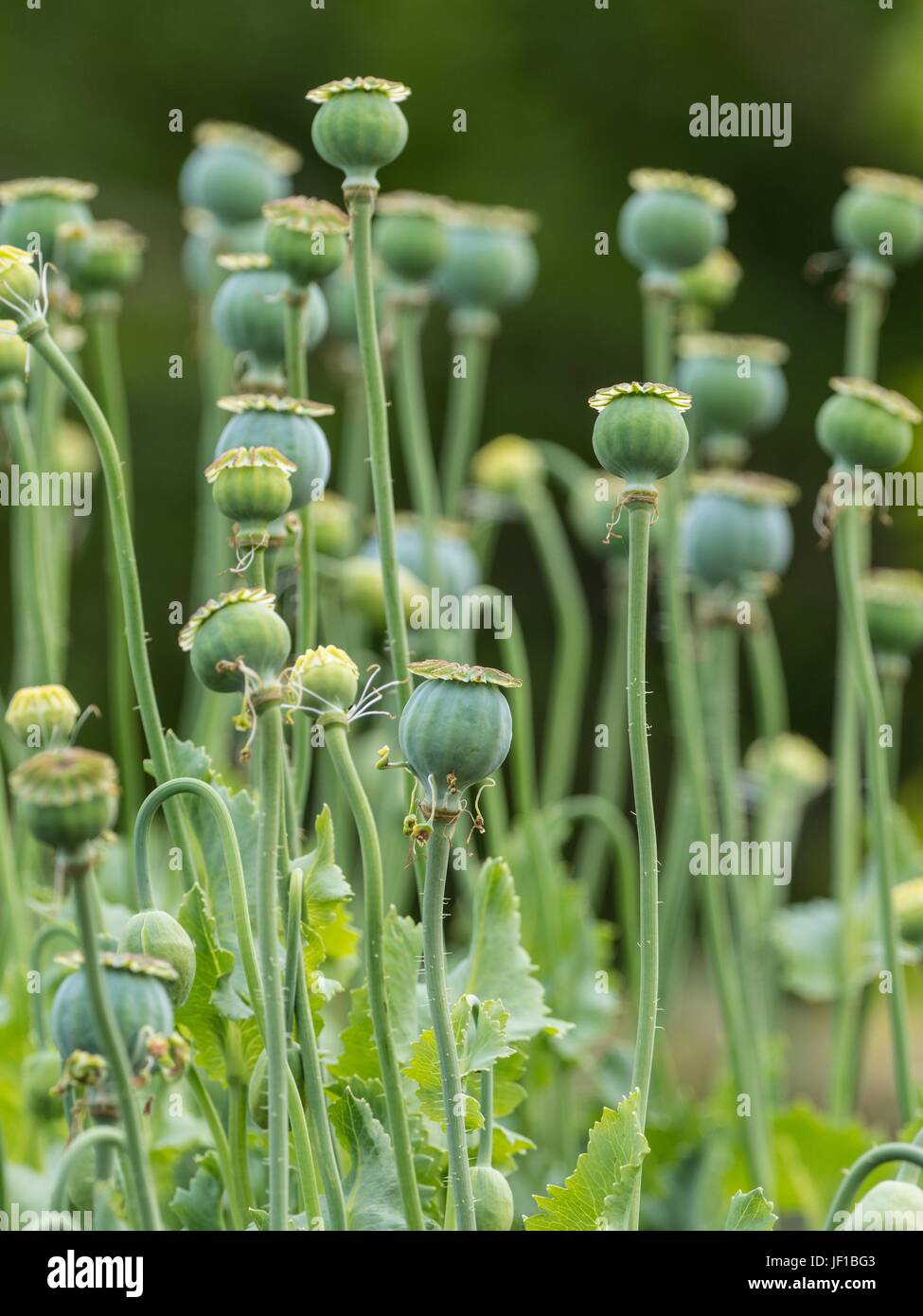 Papaver somniferum, opium poppy Stock Photo - Alamy