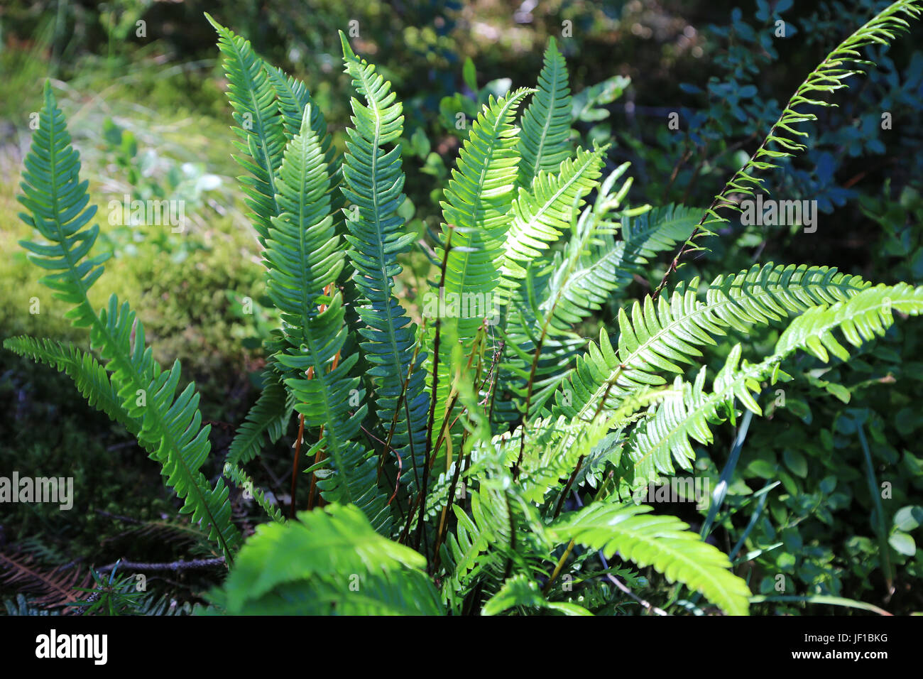 Hard fern hi-res stock photography and images - Alamy