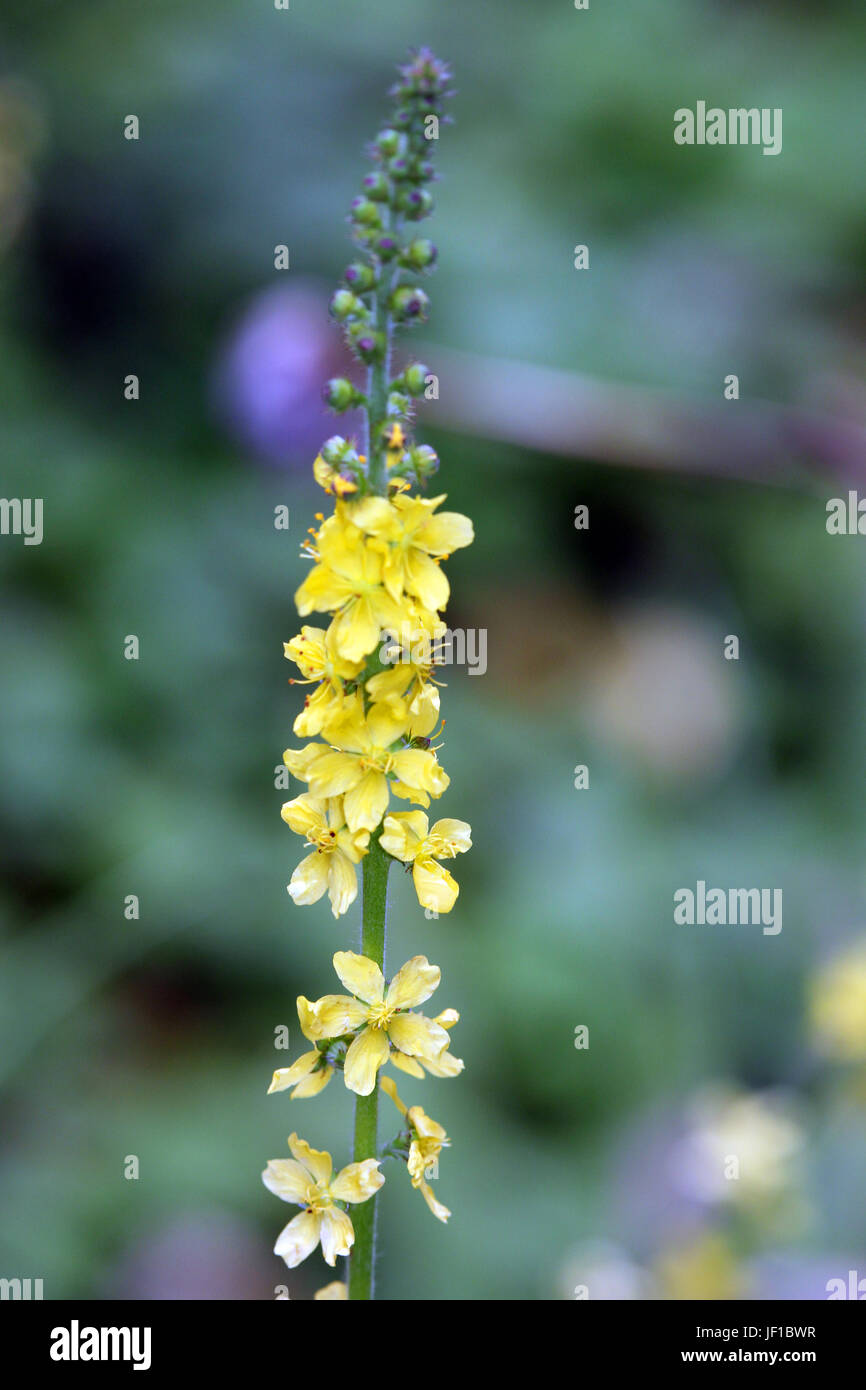 Anagallis arvensis hi-res stock photography and images - Alamy