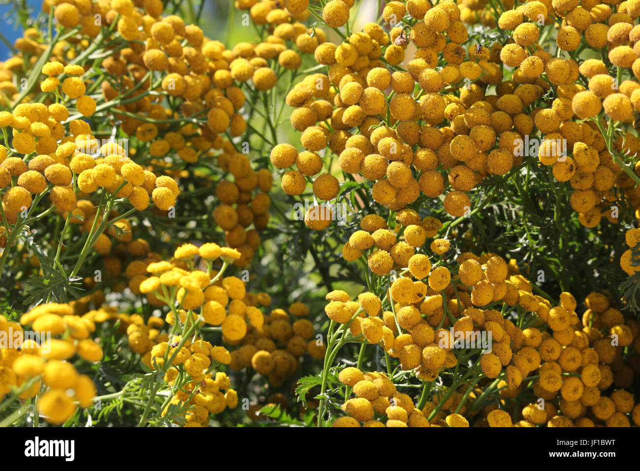 Tanacetum blumen hi-res stock photography and images - Alamy