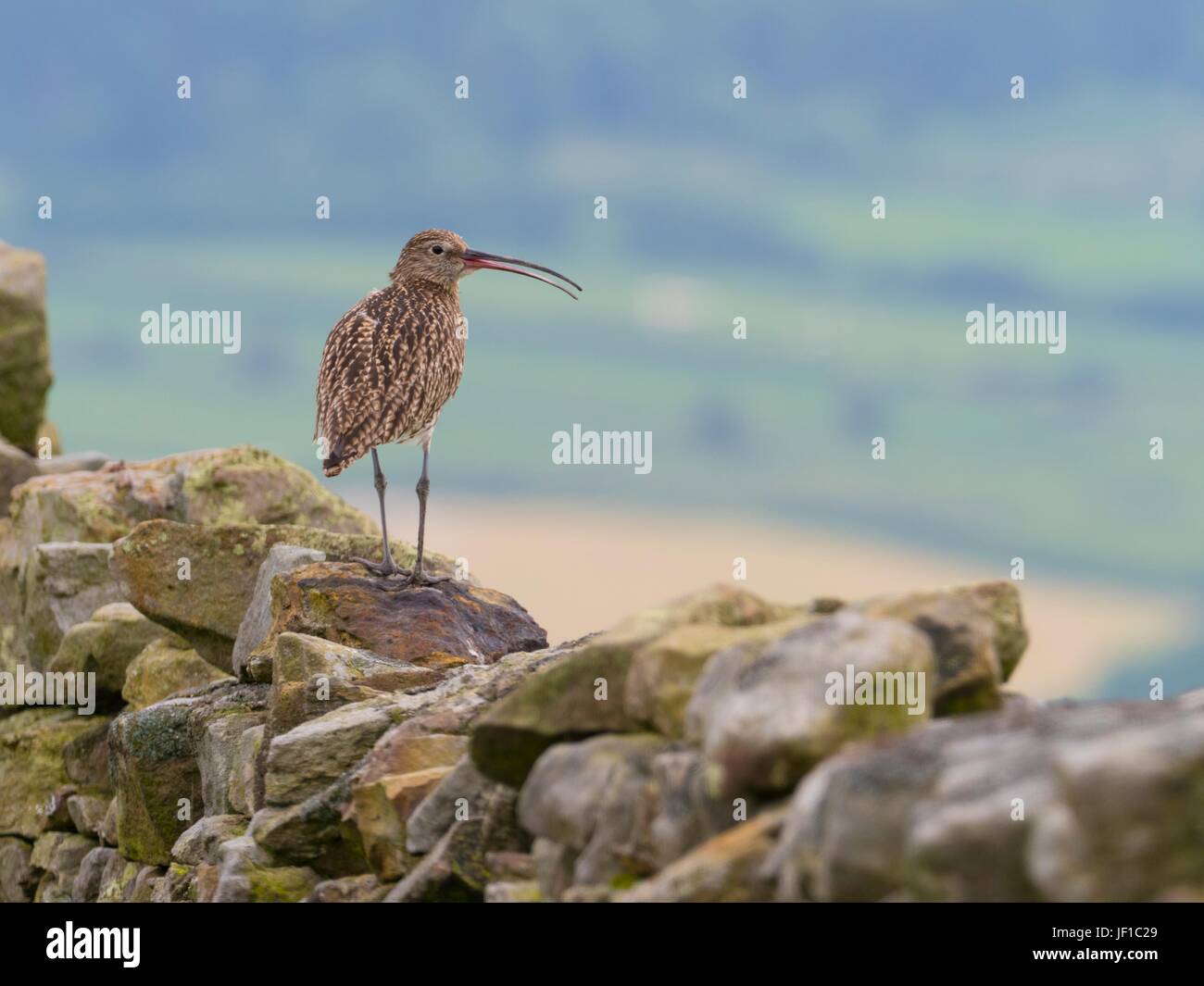 Curlew yorkshire hi-res stock photography and images - Alamy