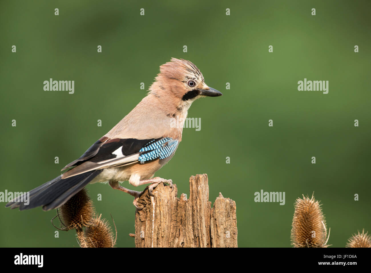 Eurasian jay (Garrulus glandarius) with the feathers of the crown ...