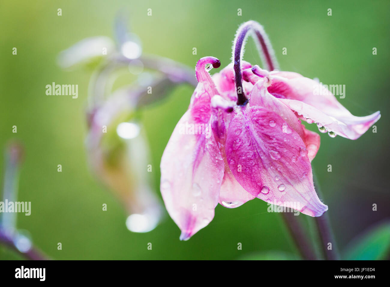 Pink bellflower hi-res stock photography and images - Alamy