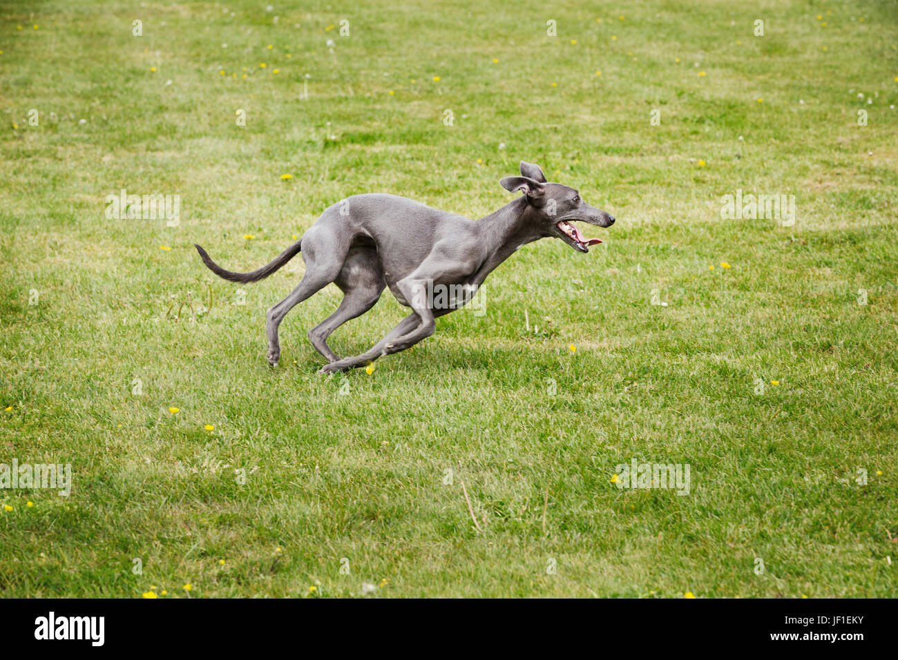Black greyhound hi-res stock photography and images - Alamy