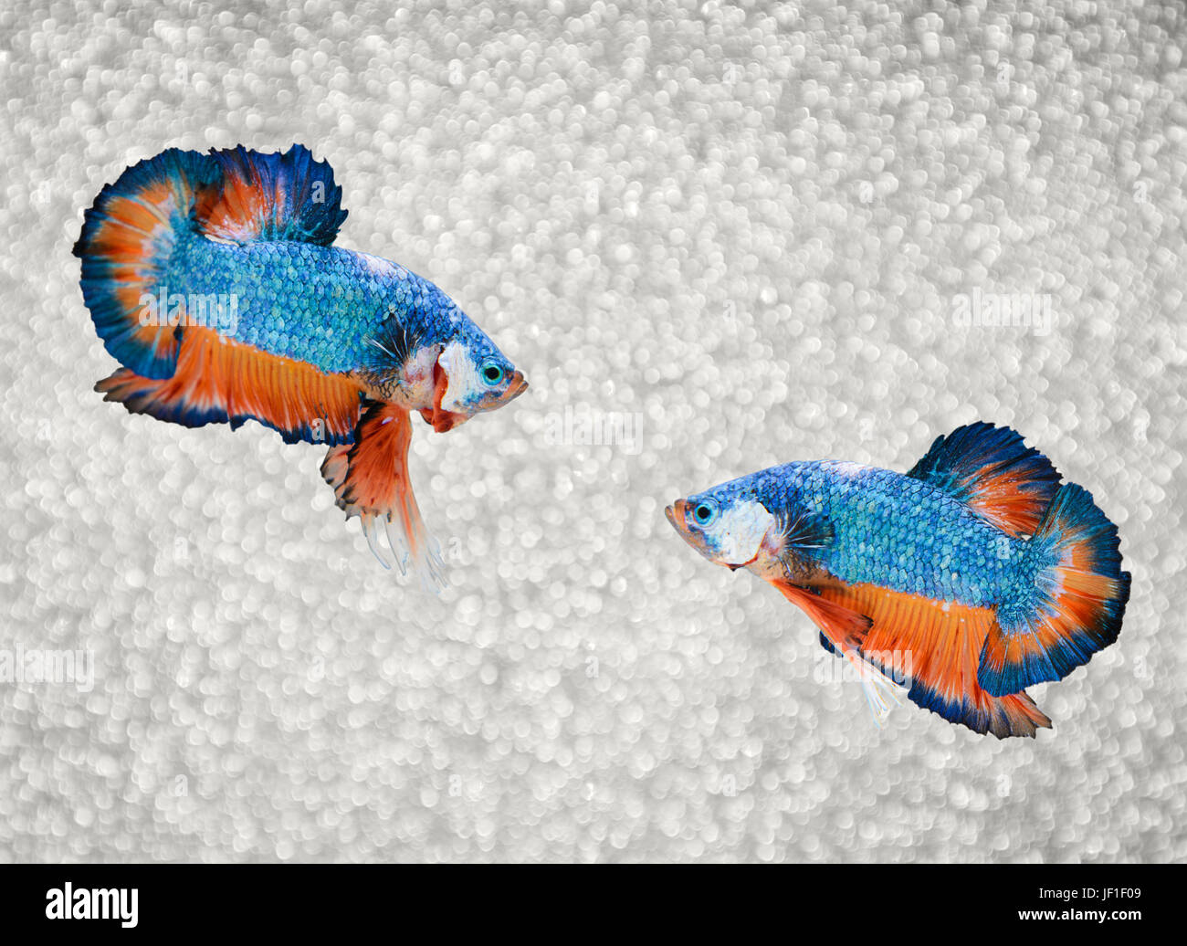 Two betta fish siamese fighting hi-res stock photography and images - Alamy