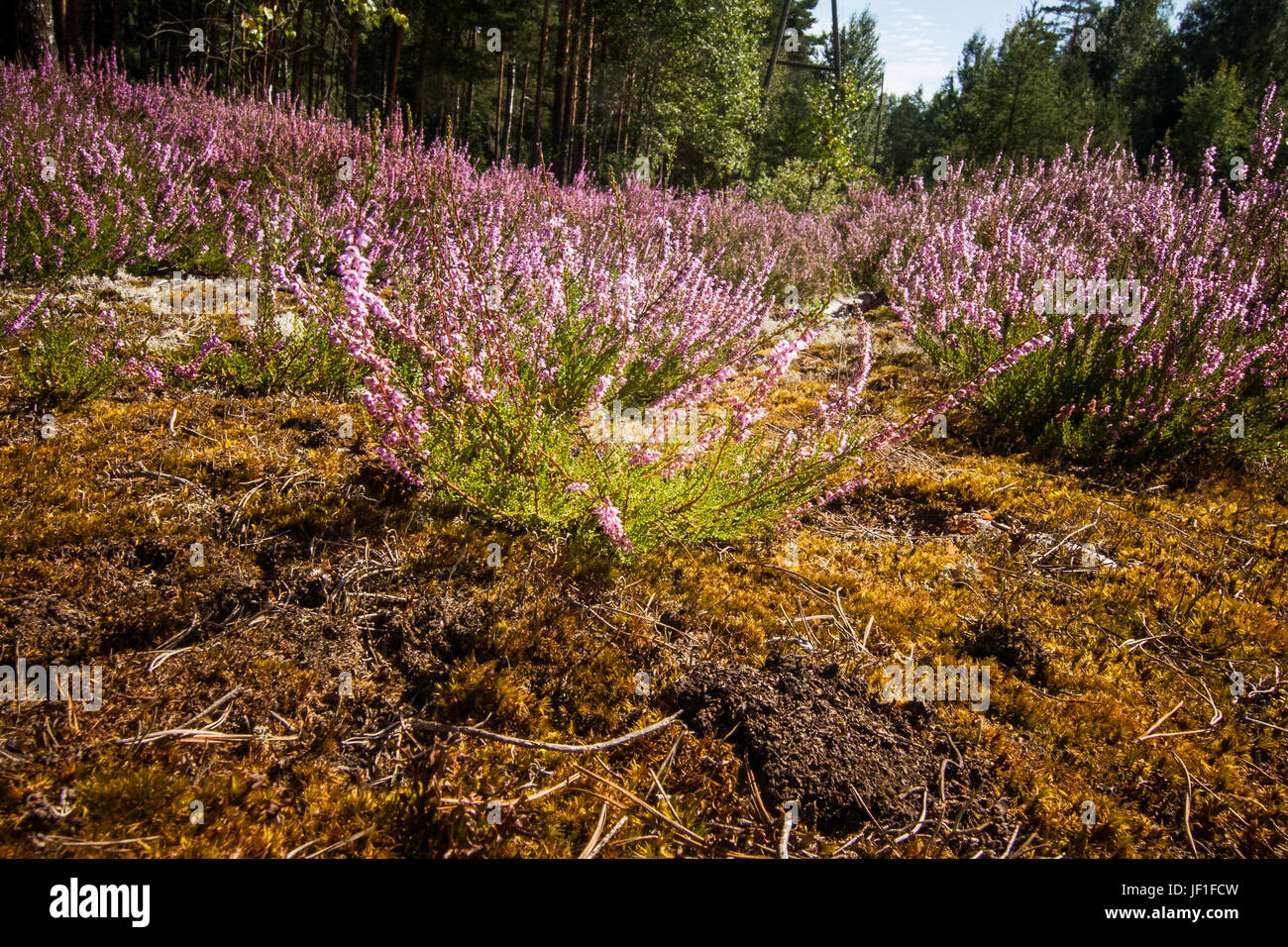 Ful sun plant hi-res stock photography and images - Alamy