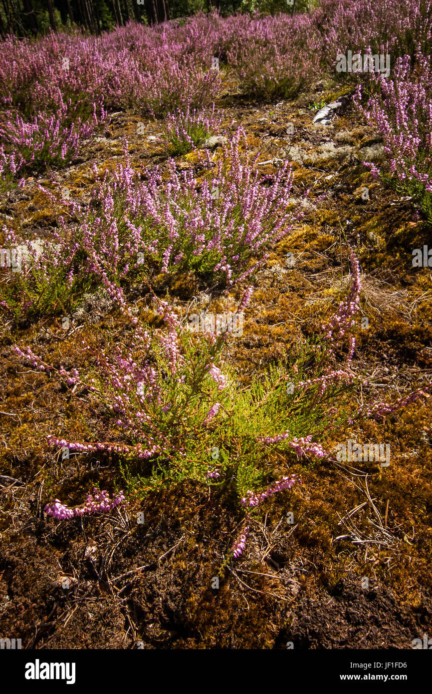 Ful sun plant hi-res stock photography and images - Alamy