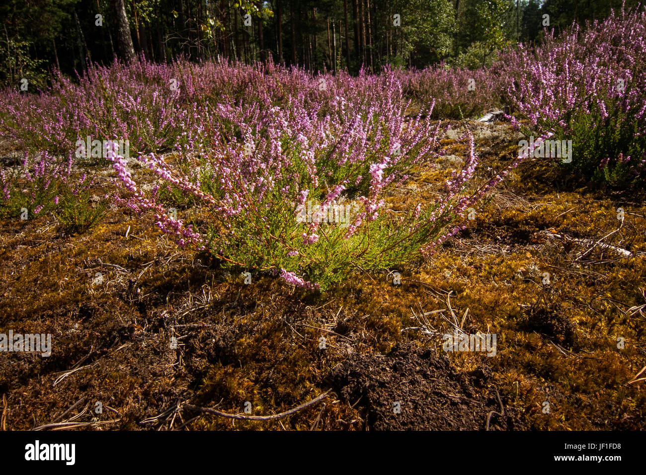 Ful sun plant hi-res stock photography and images - Alamy