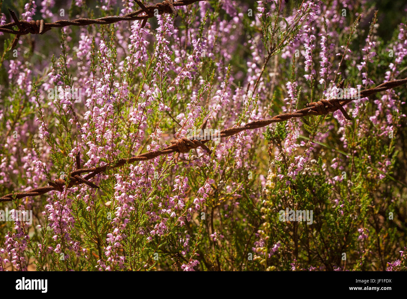 Beautiful purple calluna flowers growing between rusty barbed wires ...