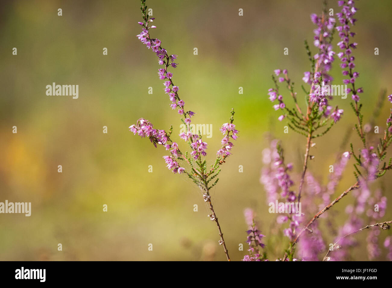 Ful sun plant hi-res stock photography and images - Alamy