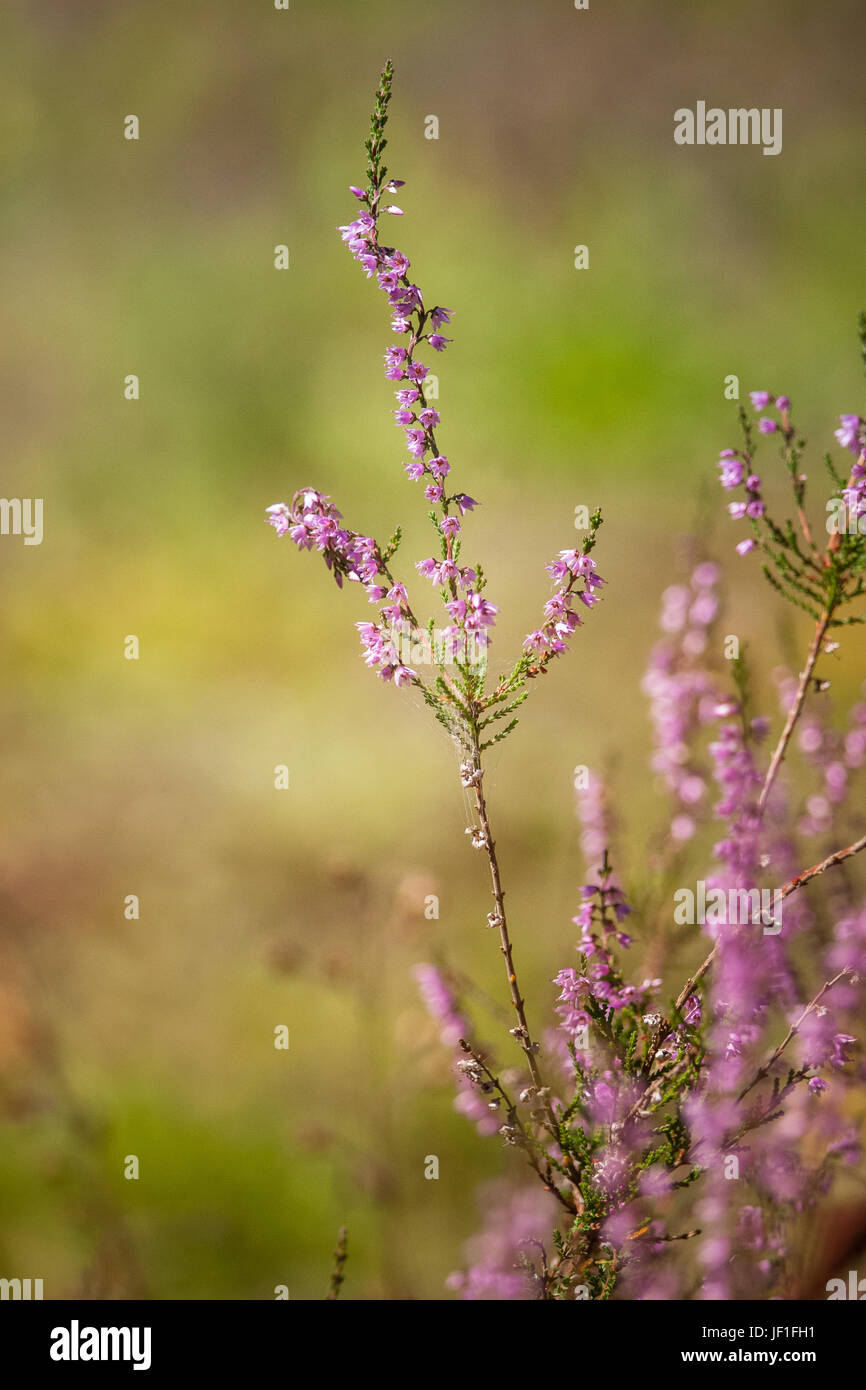 Ful sun plant hi-res stock photography and images - Alamy