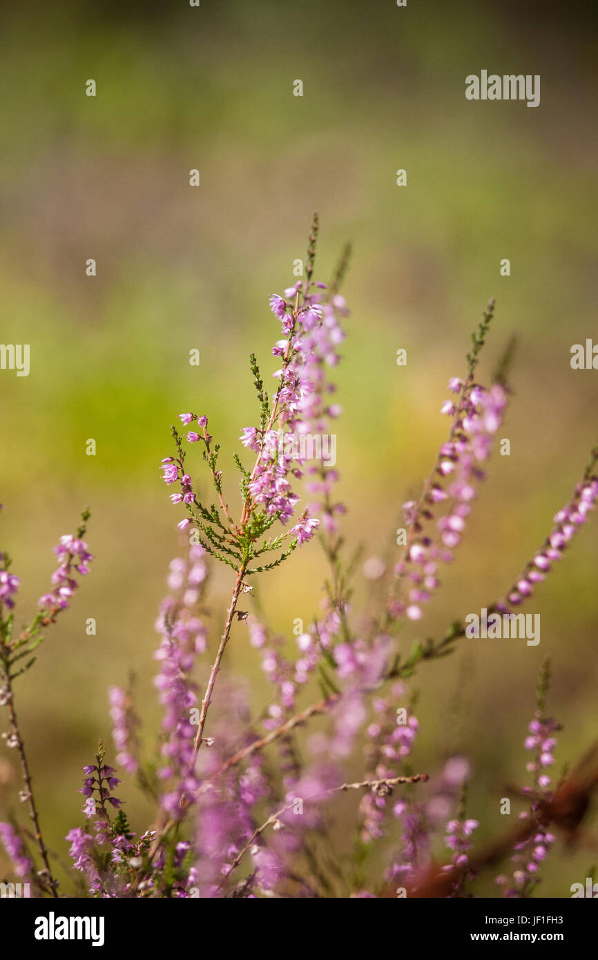Ful sun plant hi-res stock photography and images - Alamy