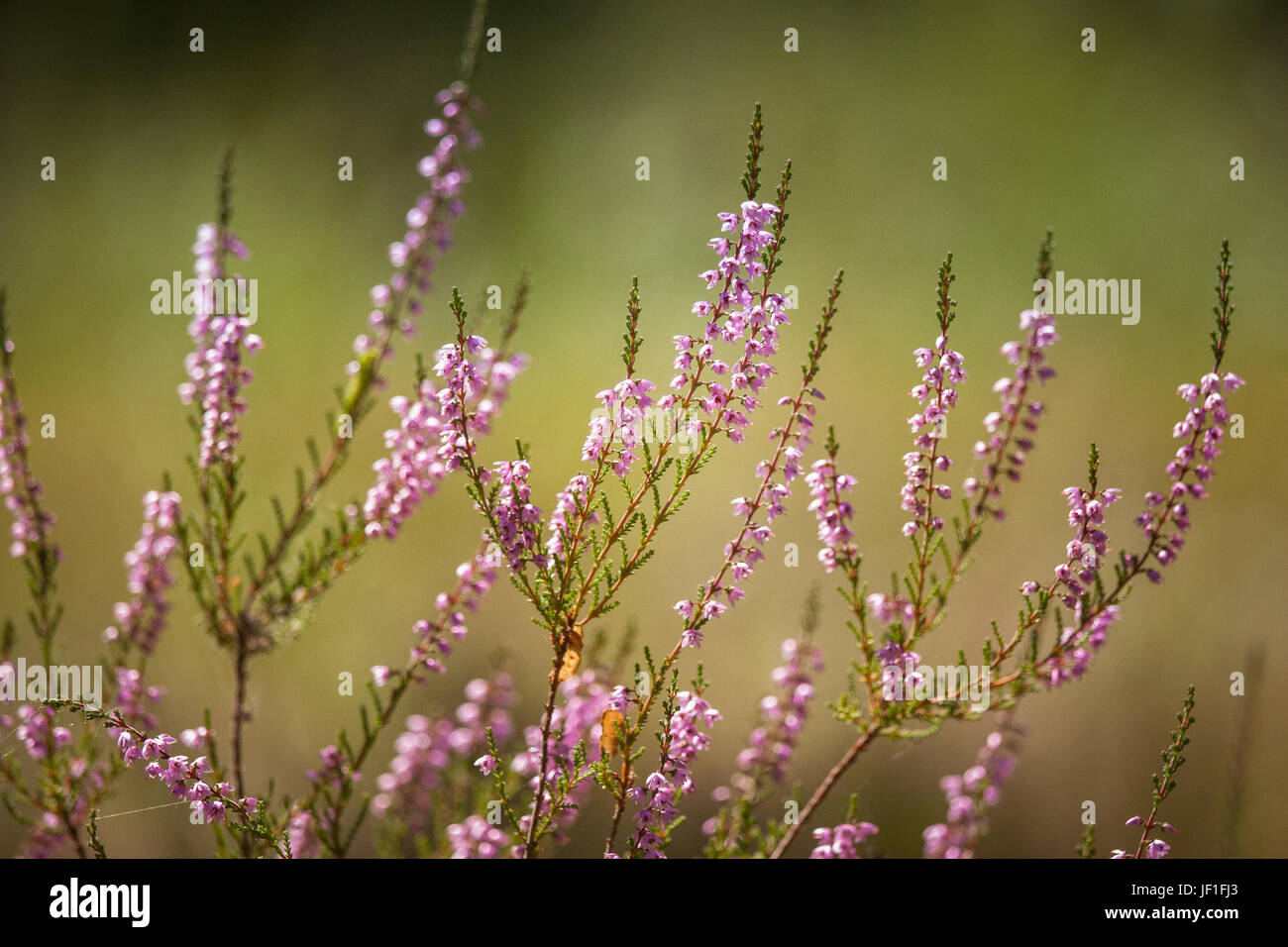 Ful sun plant hi-res stock photography and images - Alamy