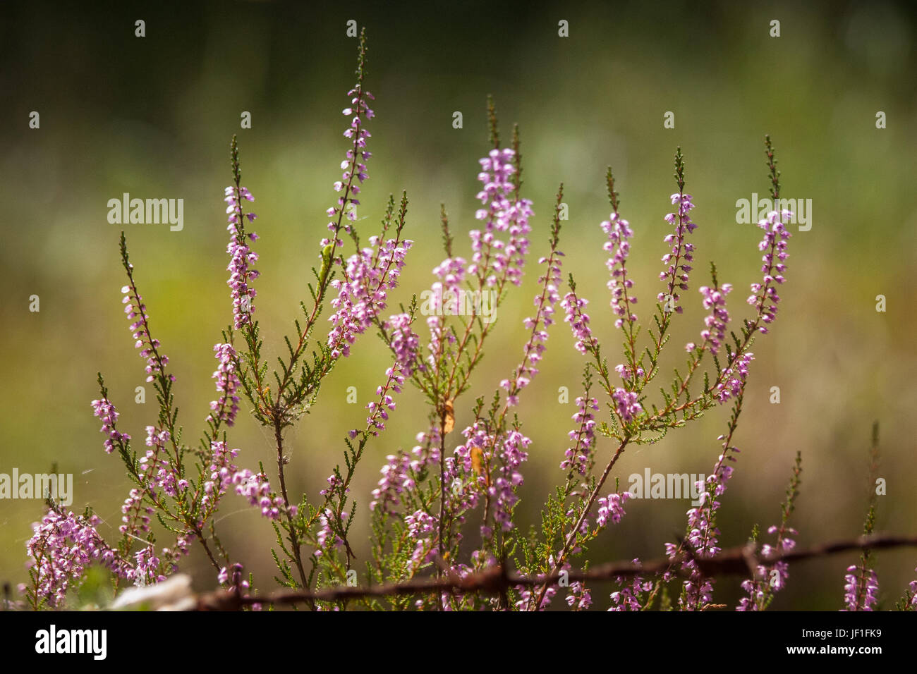 Beautiful purple calluna flowers growing between rusty barbed wires ...