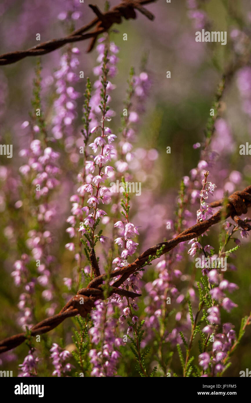 Beautiful purple calluna flowers growing between rusty barbed wires ...