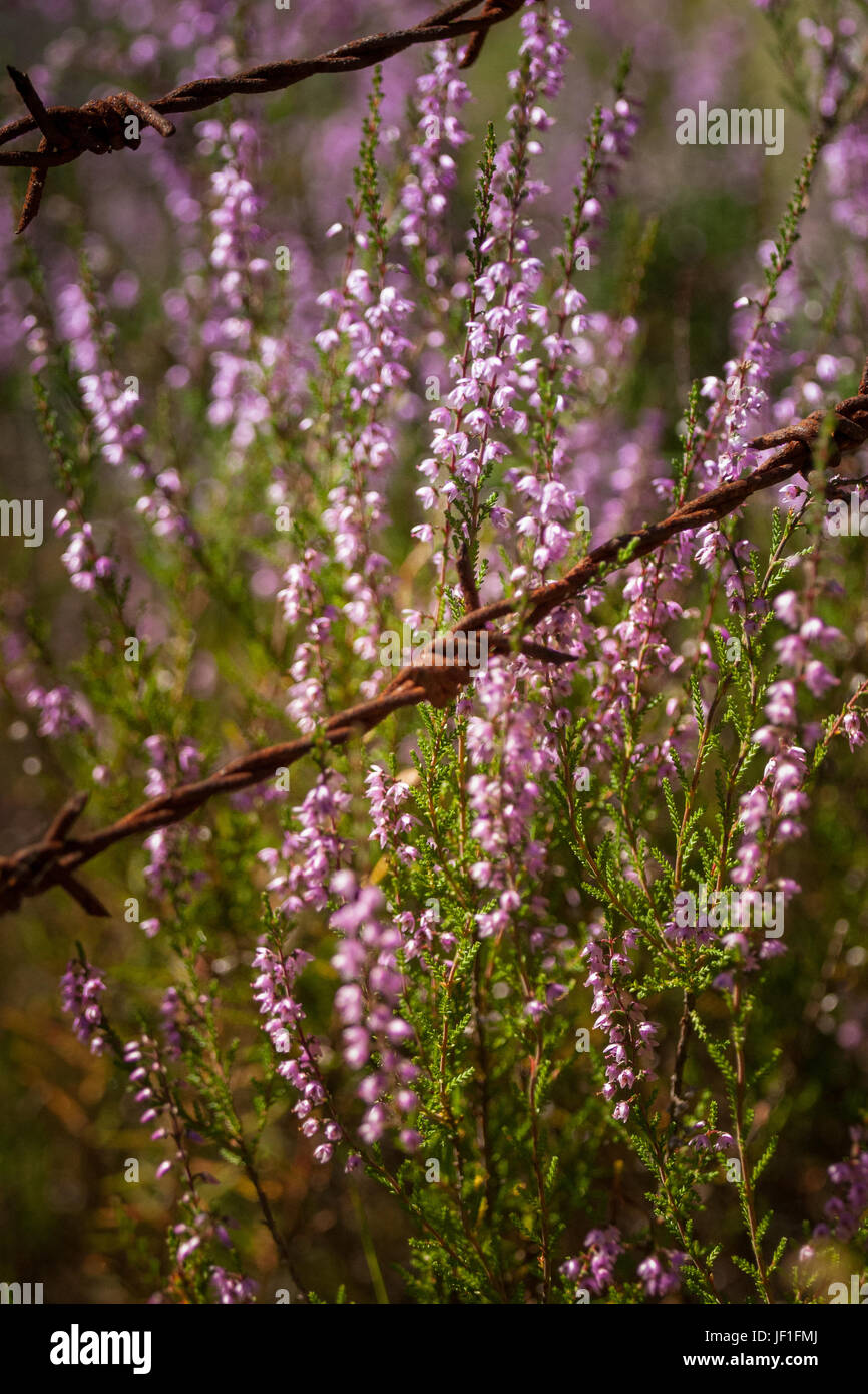 Beautiful purple calluna flowers growing between rusty barbed wires ...
