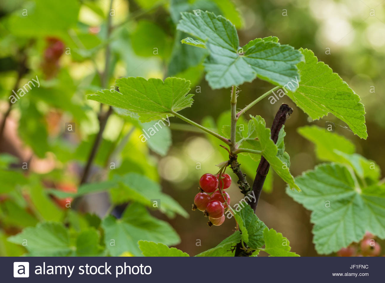 Currant Bush Stock Photos & Currant Bush Stock Images - Alamy