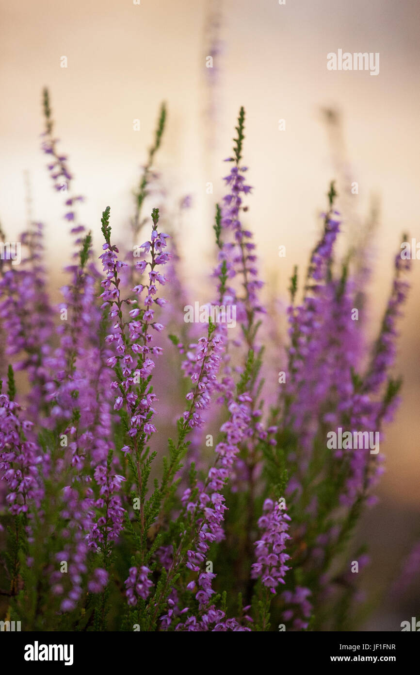 Ful sun plant hi-res stock photography and images - Alamy