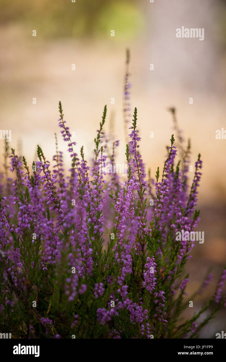 Ful sun plant hi-res stock photography and images - Alamy