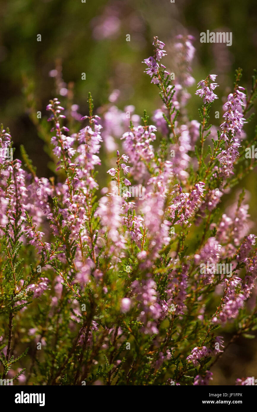 Ful sun plant hi-res stock photography and images - Alamy