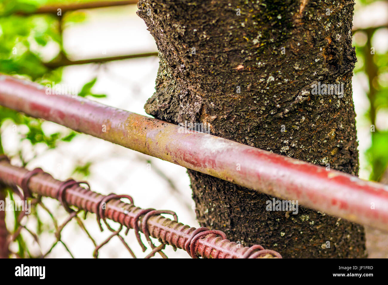 Close up of trunk of a tree damaged by metal fence Stock Photo - Alamy