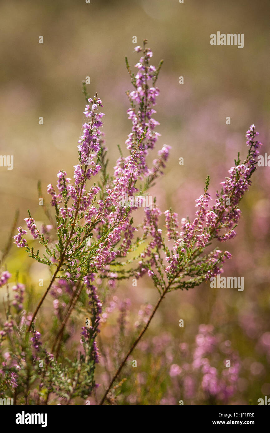 Ful sun plant hi-res stock photography and images - Alamy