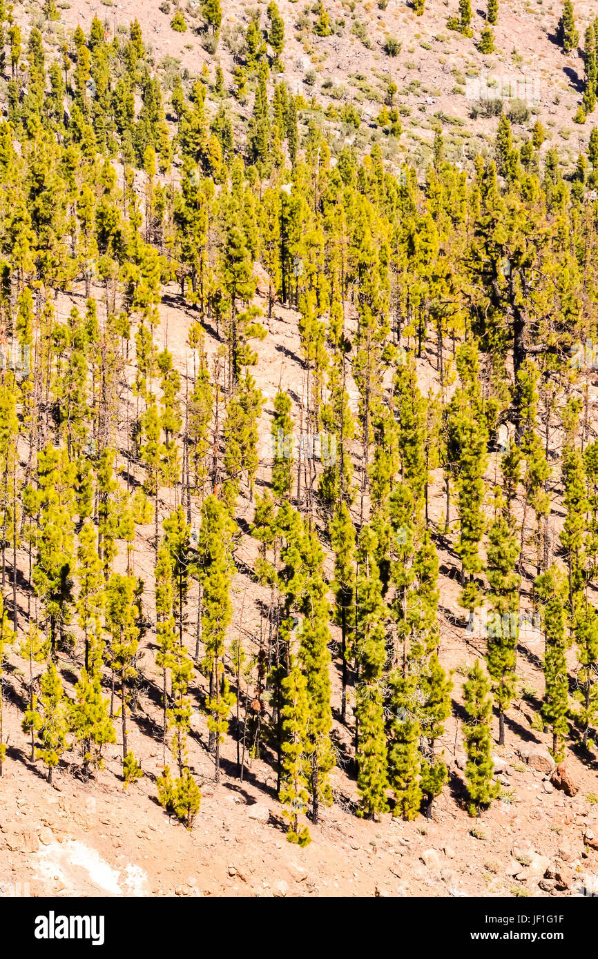 Pine Tree Green Forest Stock Photo - Alamy