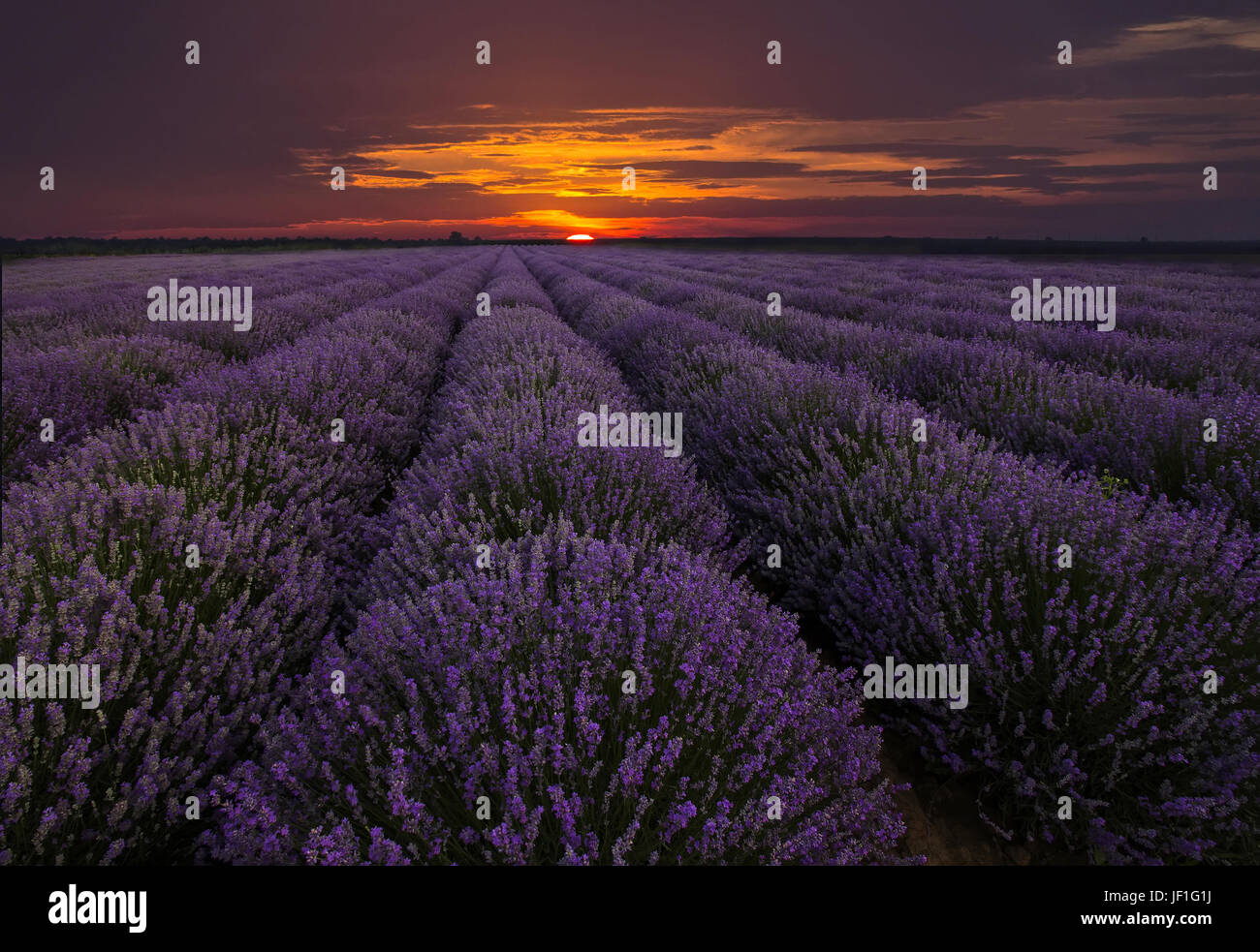 Lavender at sunset Stock Photo - Alamy