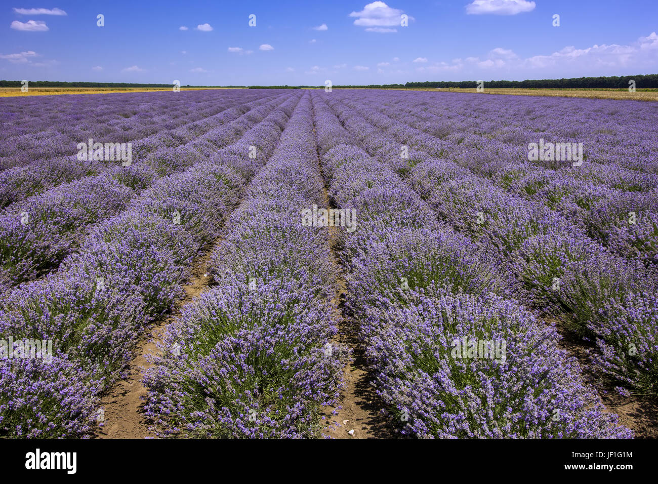 Rows lavender hi-res stock photography and images - Alamy