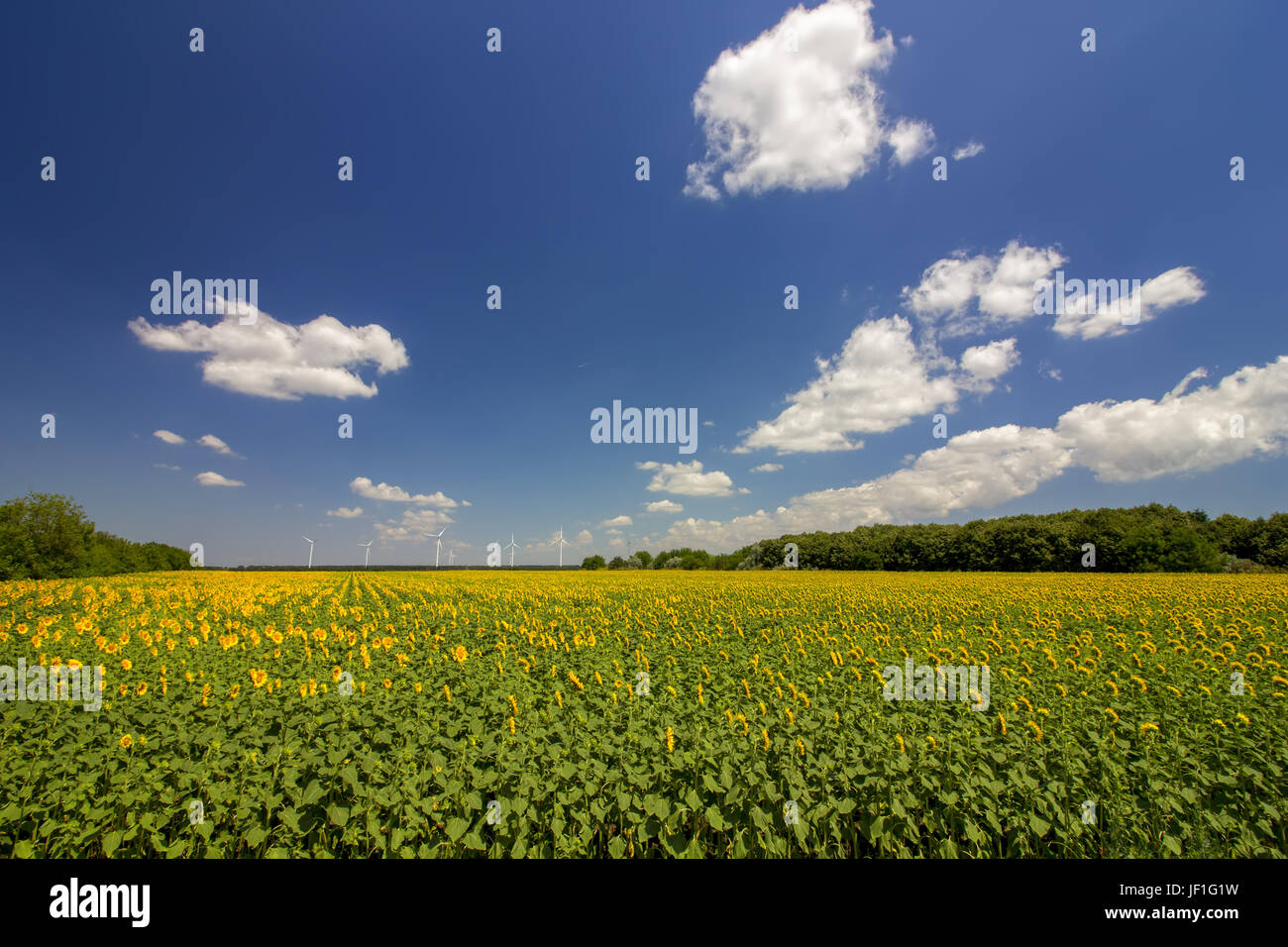 landscape of sunflower field Stock Photo - Alamy