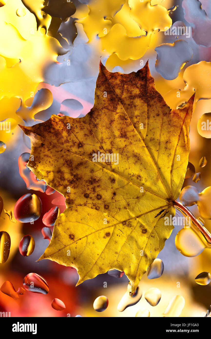 The Autumn background with leaves and rain water drops Stock Photo - Alamy