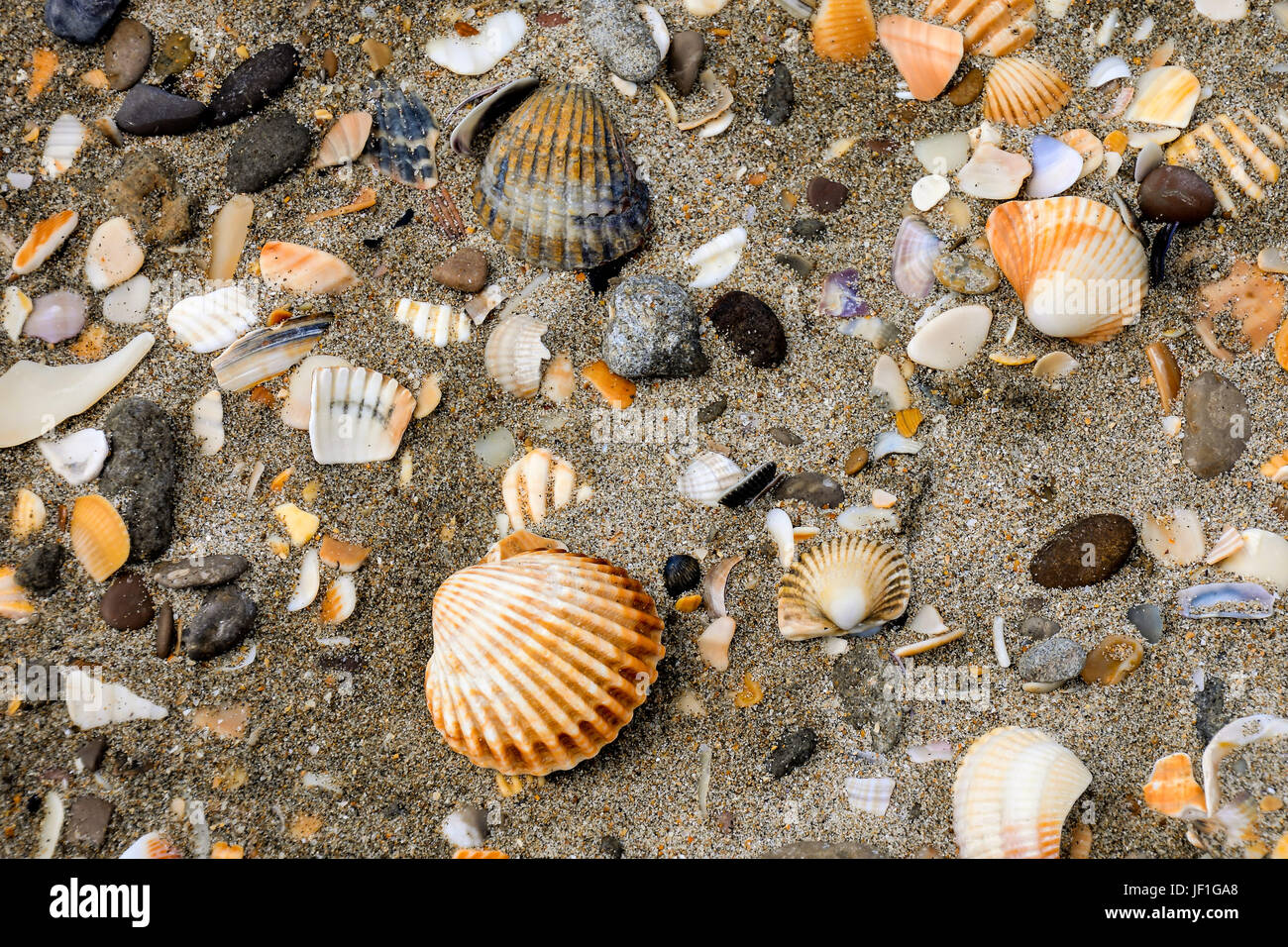 sea shells on sand background Stock Photo - Alamy