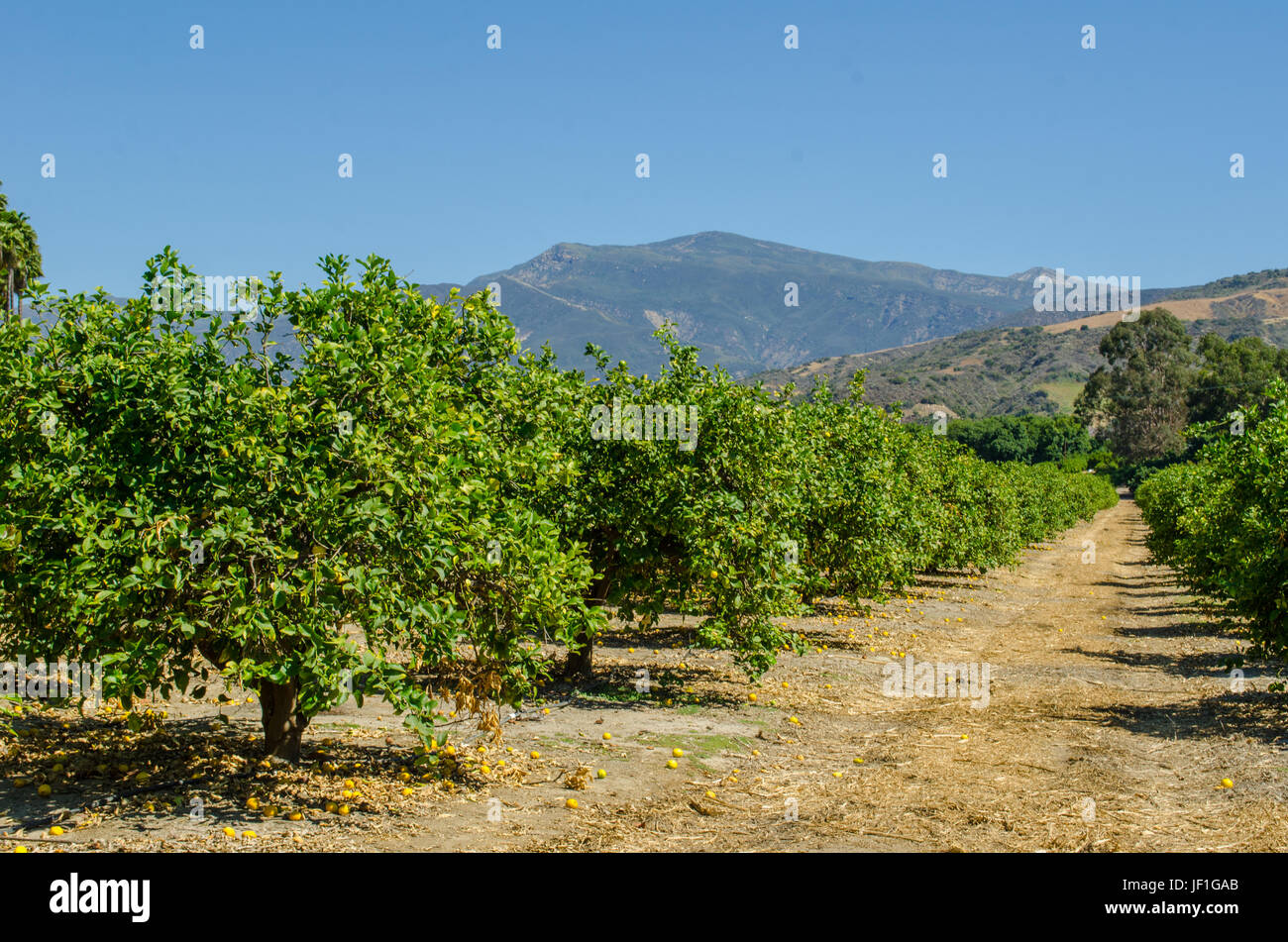 Lemon grove california hi-res stock photography and images - Alamy