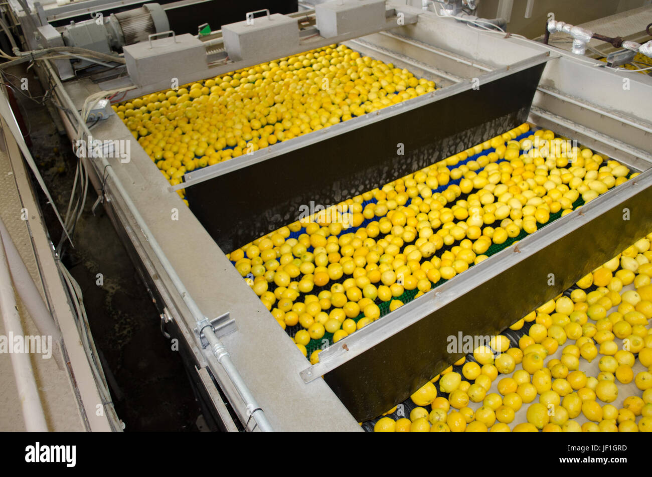 Lemon processing, Packing shed, Ventura CA Stock Photo - Alamy