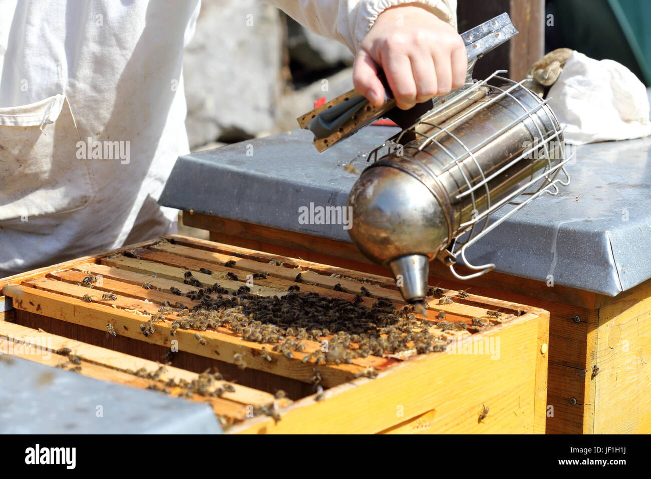 Beekeeper safety honeycomb bee hi-res stock photography and images - Alamy