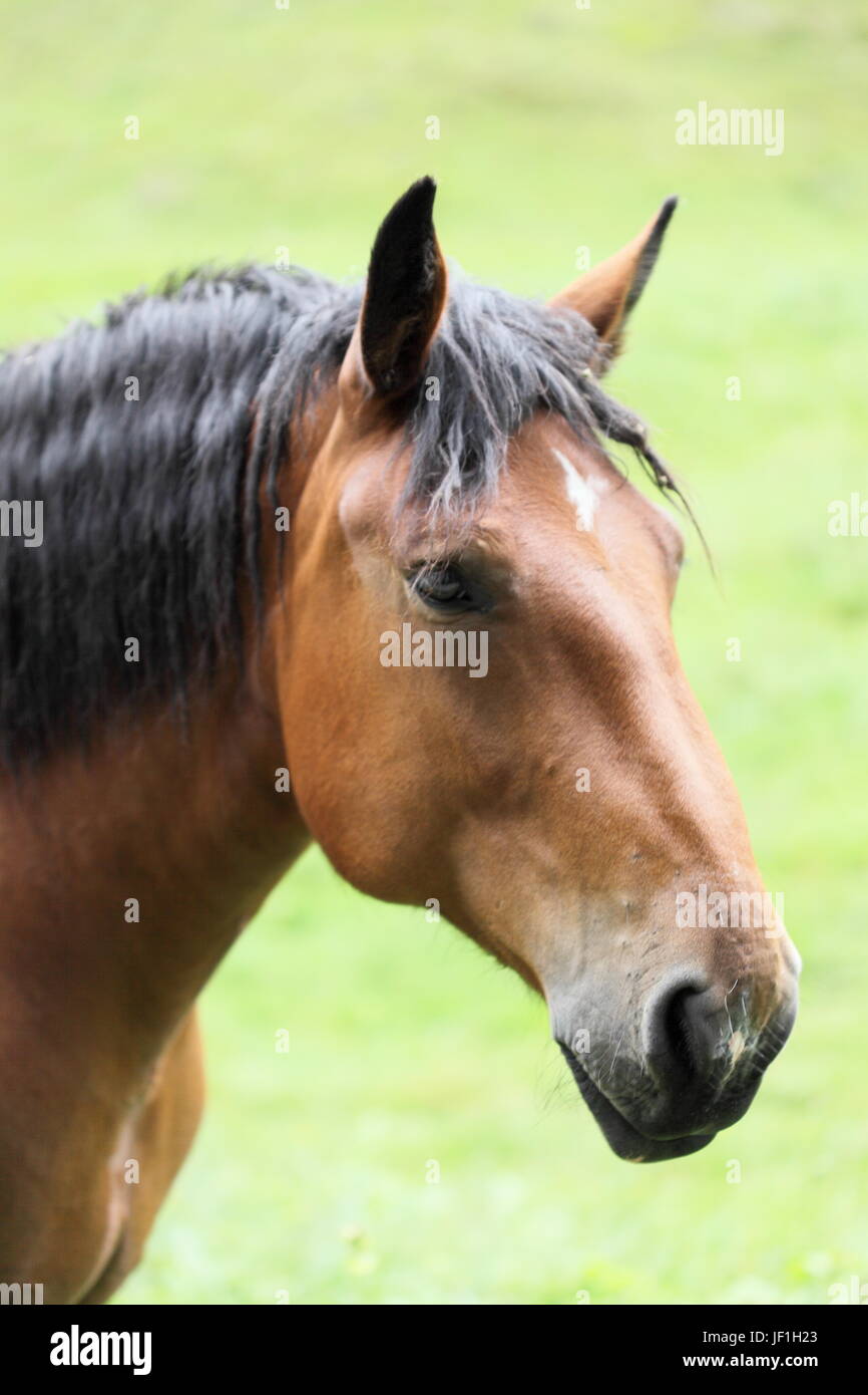 brown horse portrait Stock Photo - Alamy